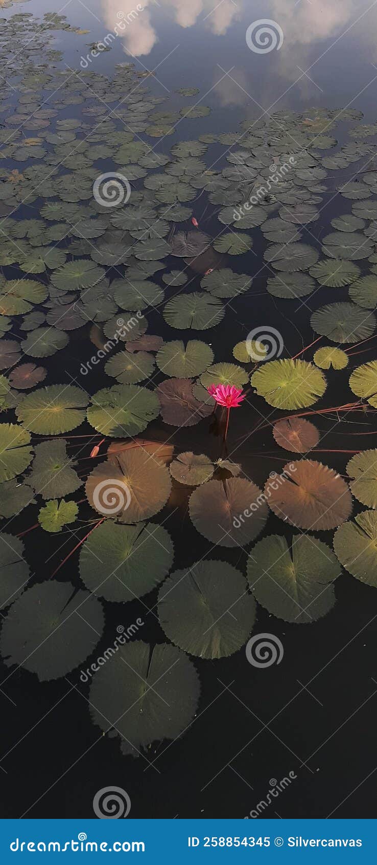 A Single Lotus Flower in the Pond Stock Image - Image of autumn ...