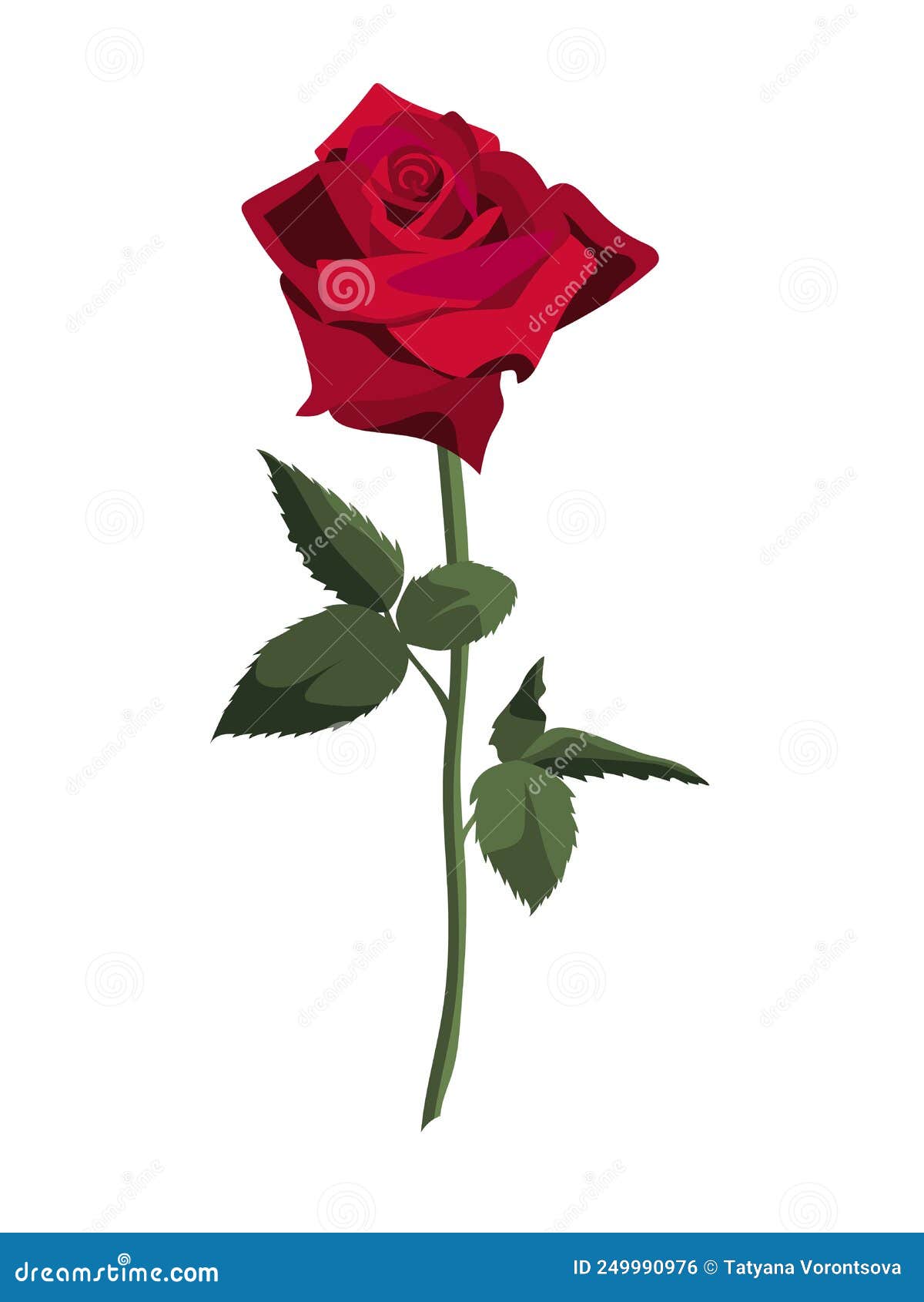 Single Lush Red Rose on a Stem with Leaves, Isolated on White ...