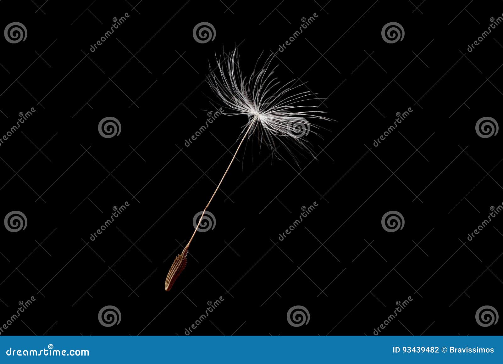 Single Macro Dandelion Seed on Black Stock Photo - Image of seed, flora ...
