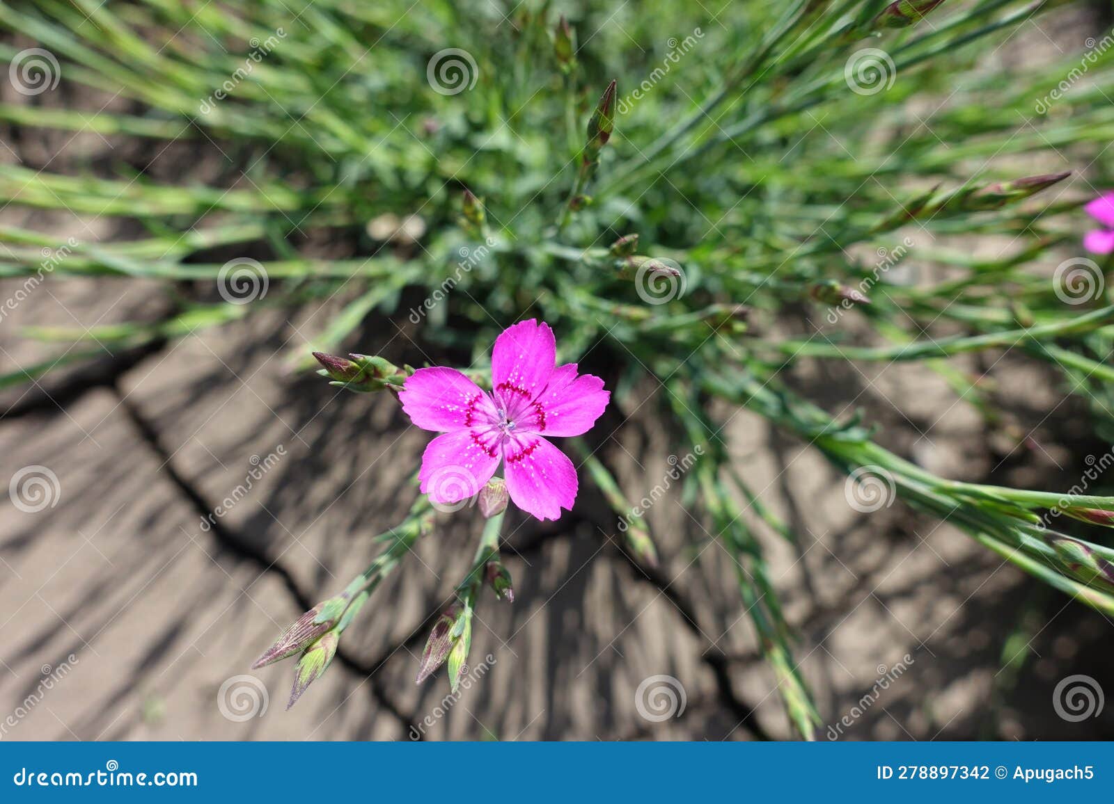 Single Magenta-colored Flower of Dianthus Deltoides in May Stock Photo ...