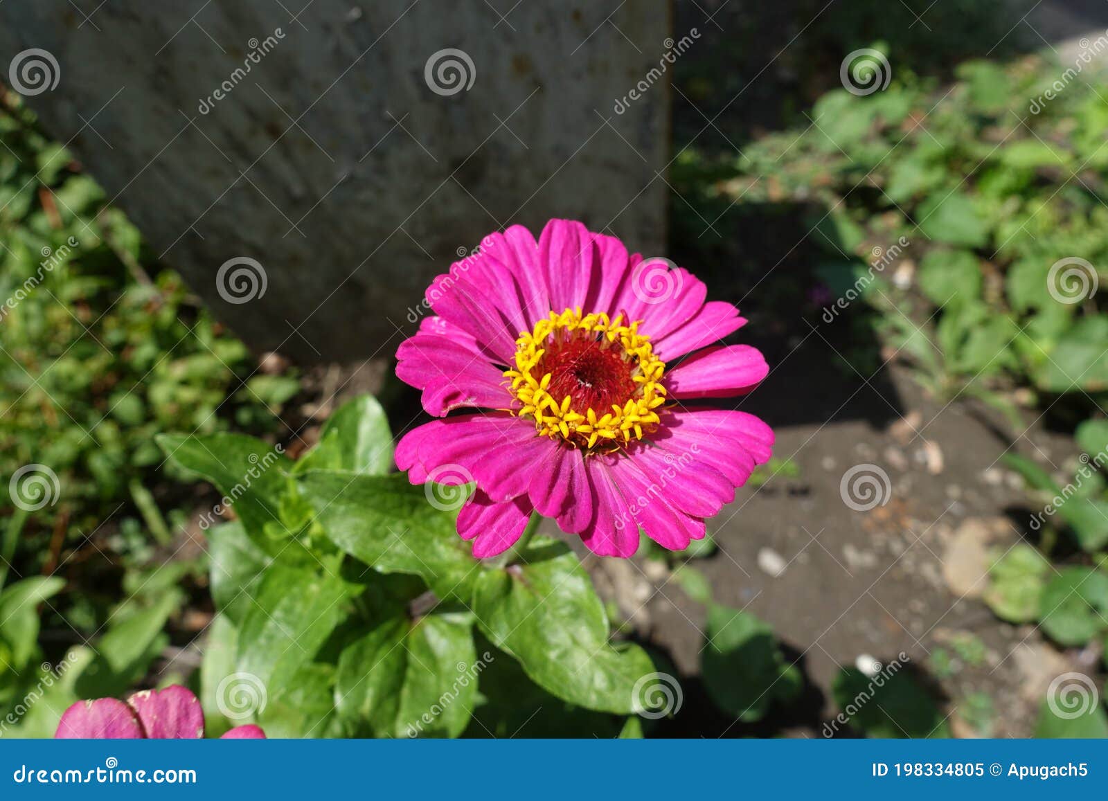 Single Magenta-colored Flower of Zinnia Elegans in July Stock Image ...