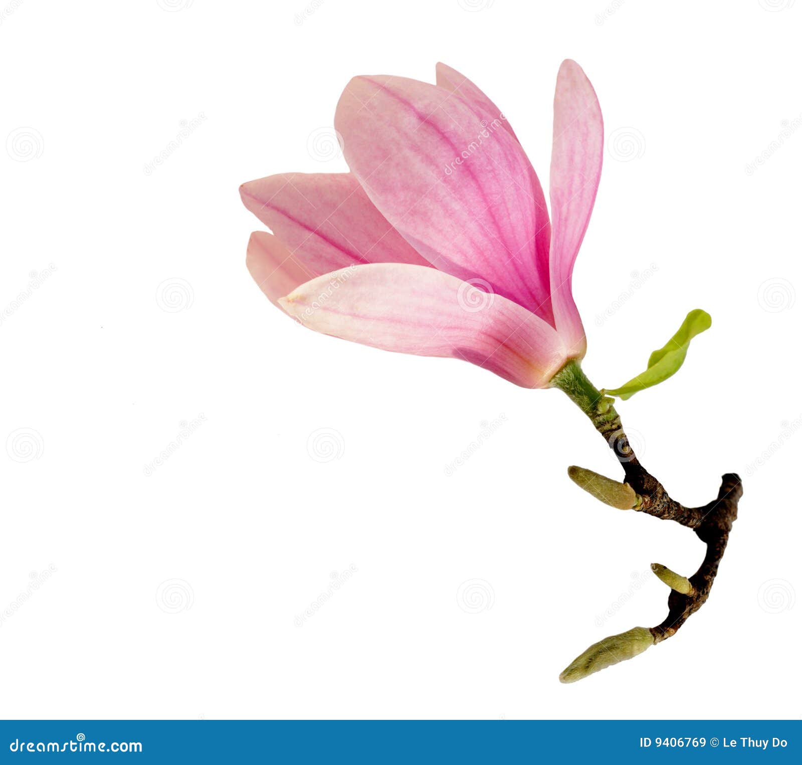Single Magnolia stock image. Image of isolated, natural - 9406769