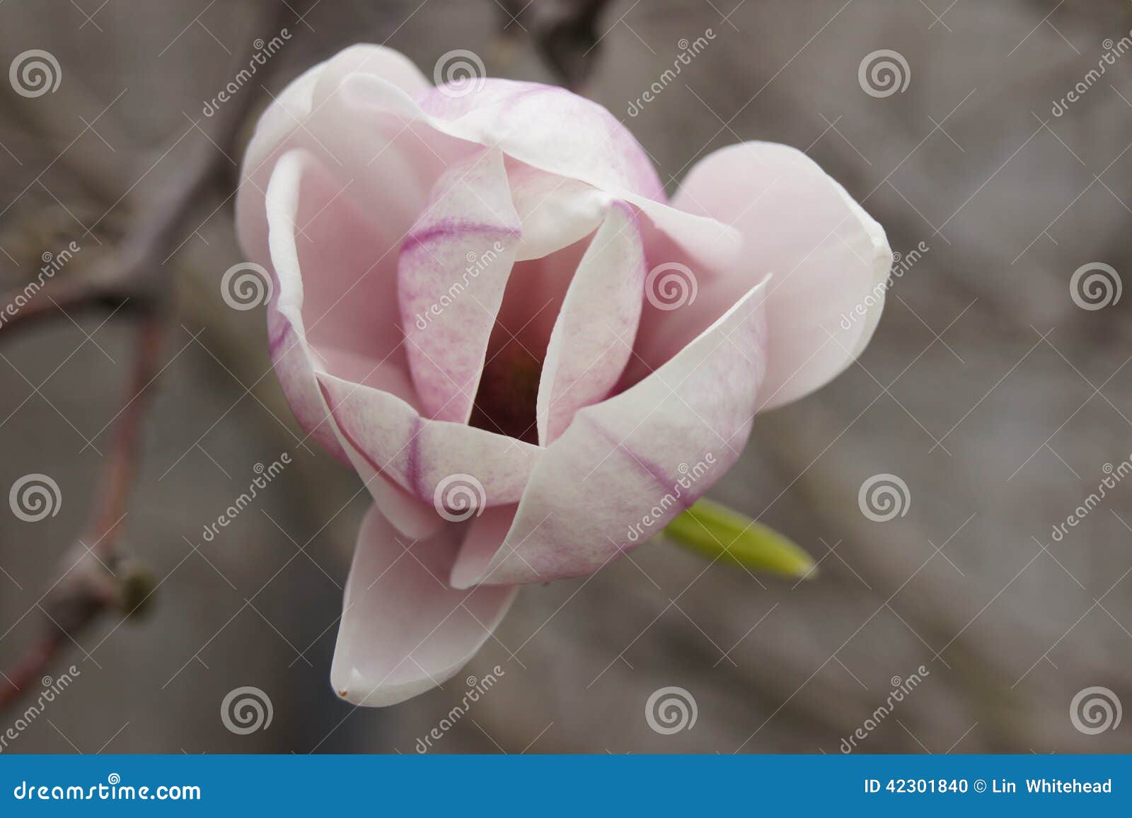 Single Magnolia Bloom stock photo. Image of flower, bloom - 42301840
