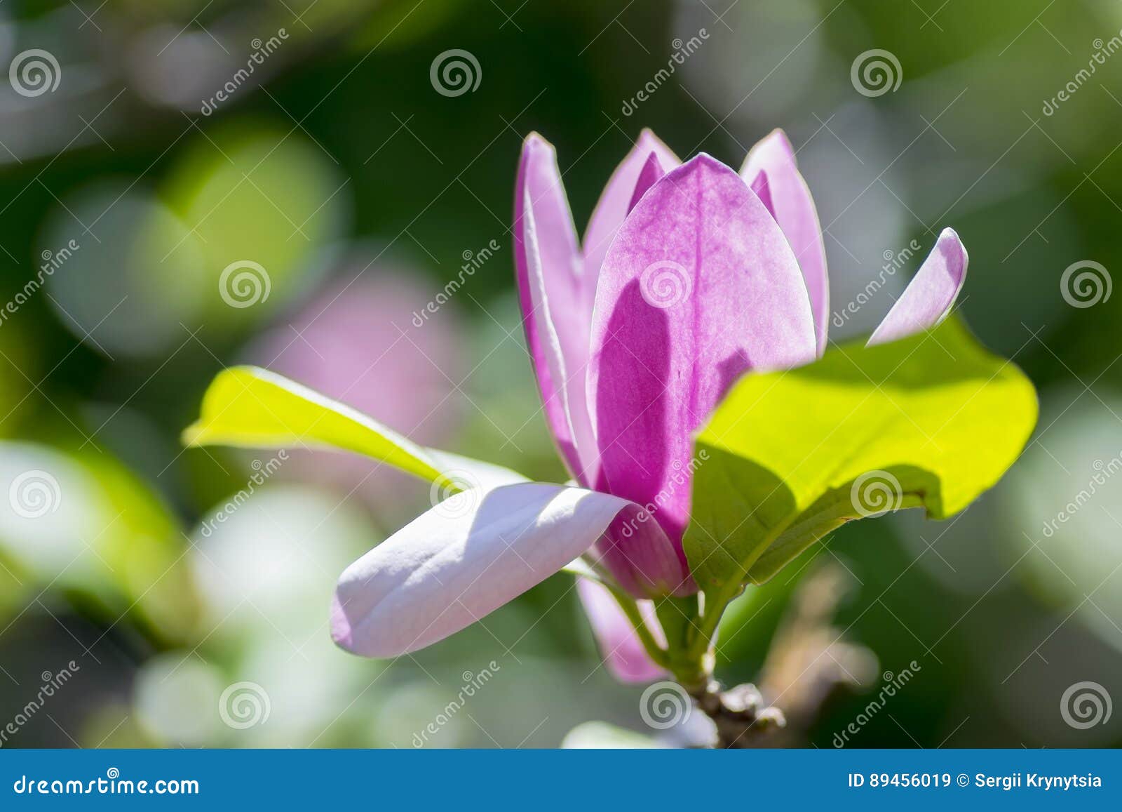Single Magnolia Pink Flower on Green Background Stock Image - Image of ...