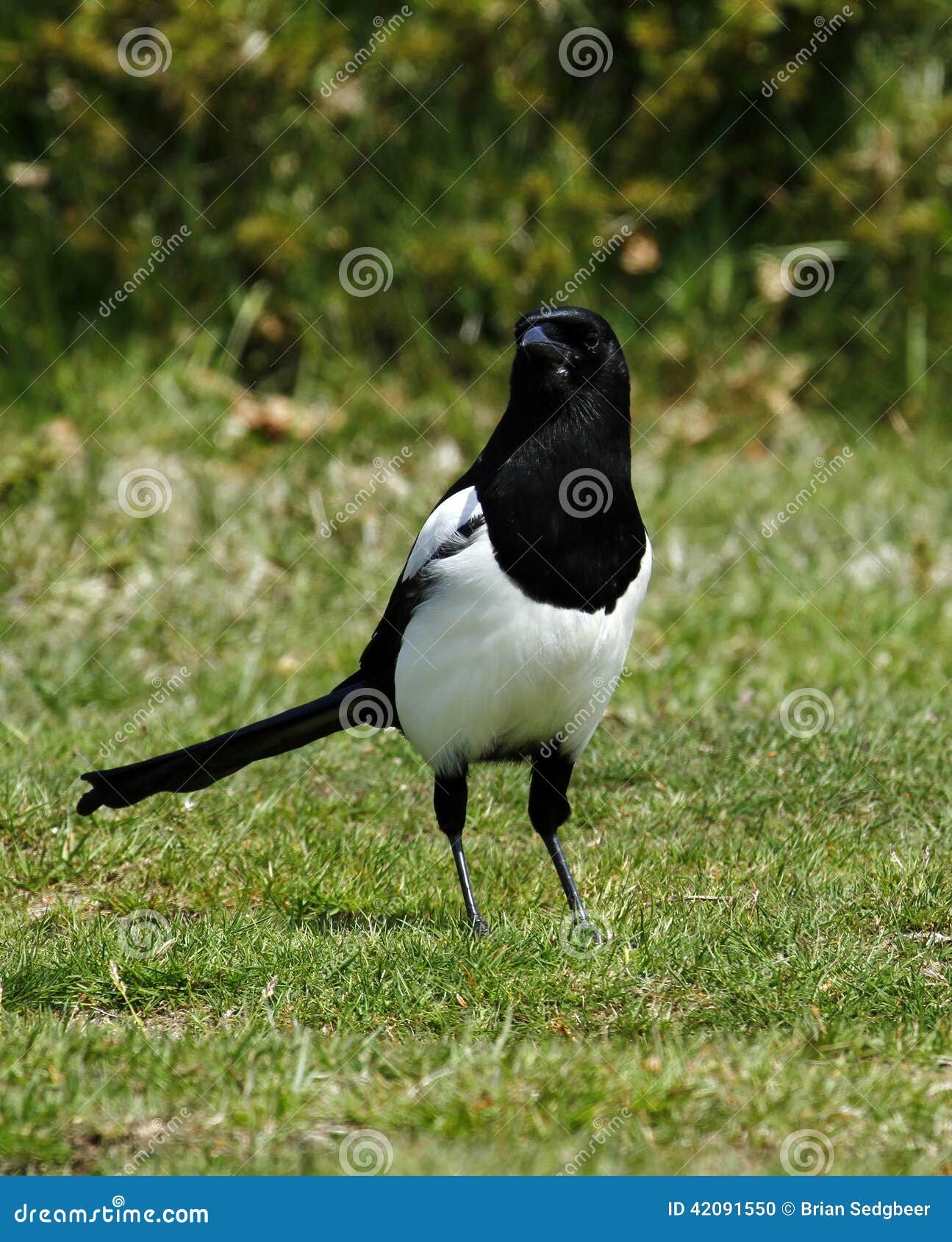 Single Magpie stock photo. Image of holarctic, corvid - 42091550