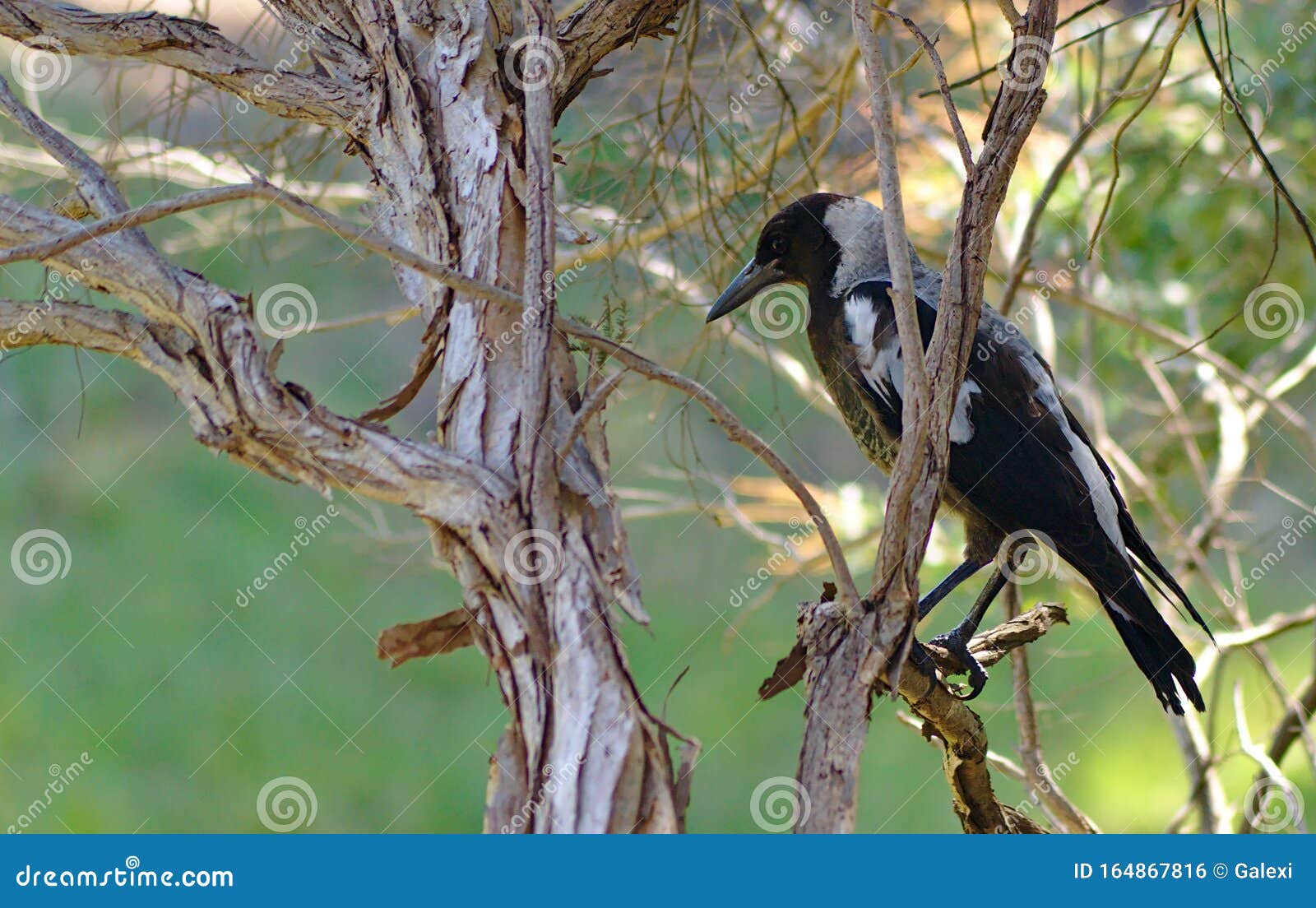 Single Magpie Sitting on a Tree Branch Stock Photo - Image of closeup ...