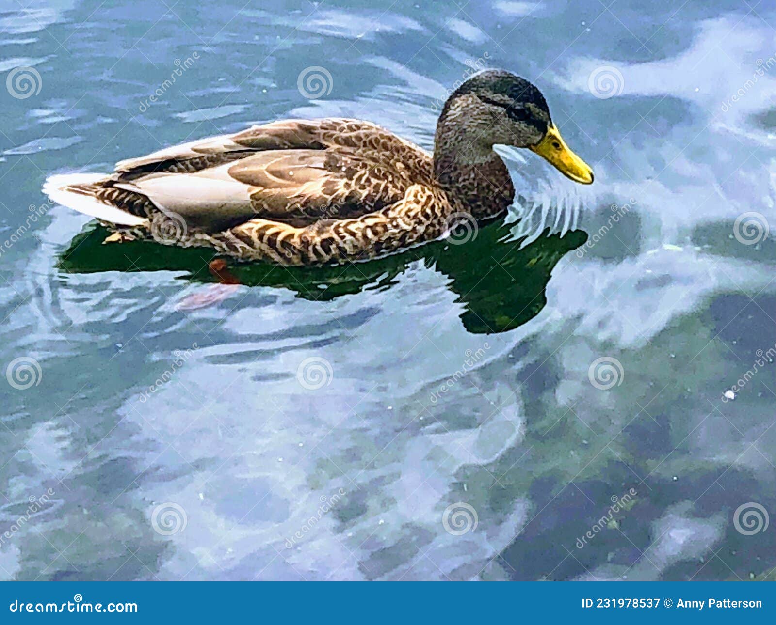 One duck stock image. Image of male, single, duck, swimming - 231978537