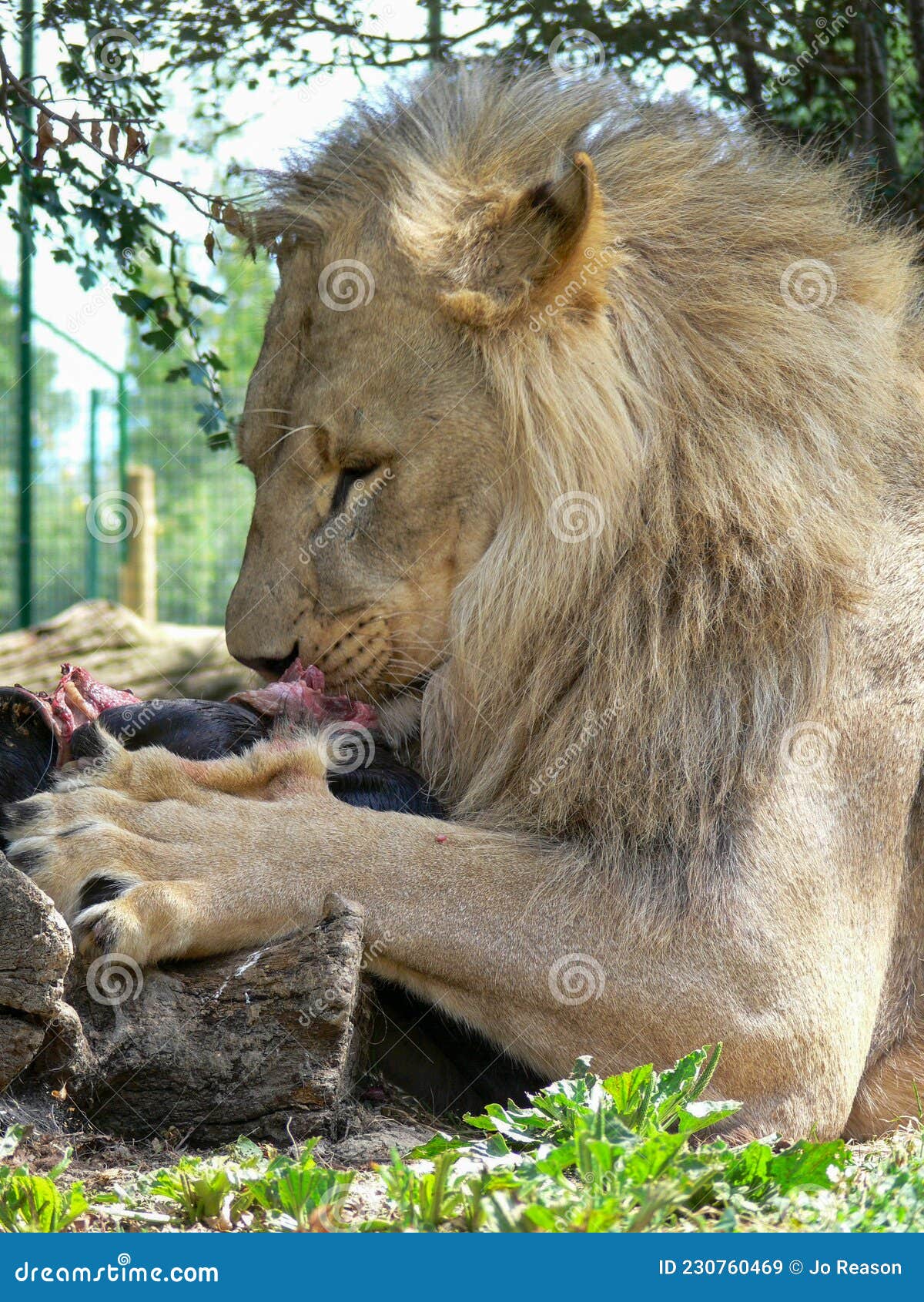 A single male lion eating stock image. Image of safari - 230760469
