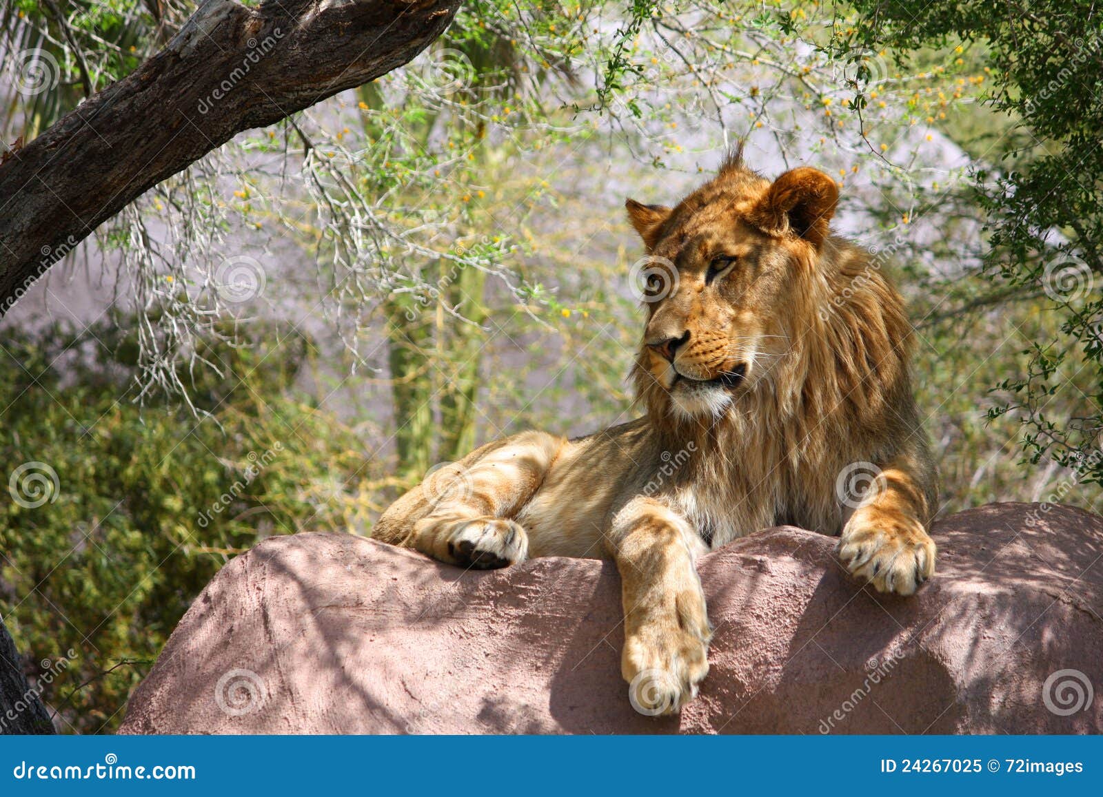 Single Male Lion on Large Rock Stock Image - Image of south, lying ...