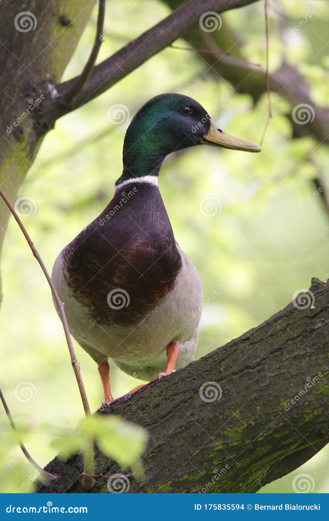 Single Male Mallard Duck Bird on a Tree Branch during a Spring Nesting ...