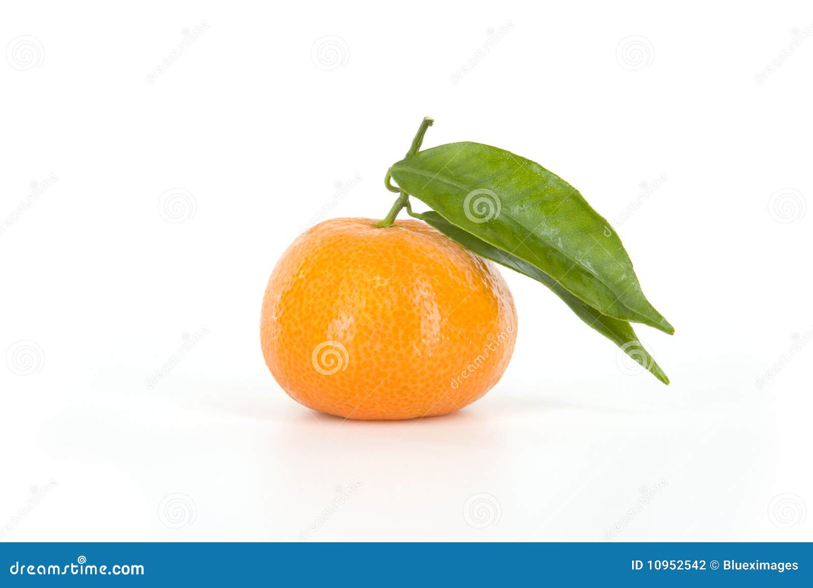 Single mandarin stock photo. Image of leaf, fruits, mandarins - 10952542