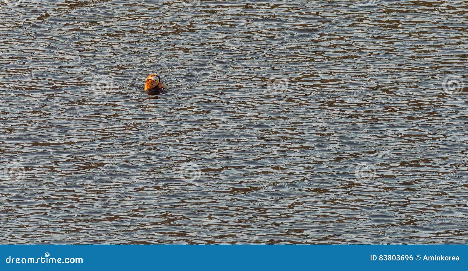 Single Mandarin Duck a River Stock Photo - Image of nature, peaceful ...