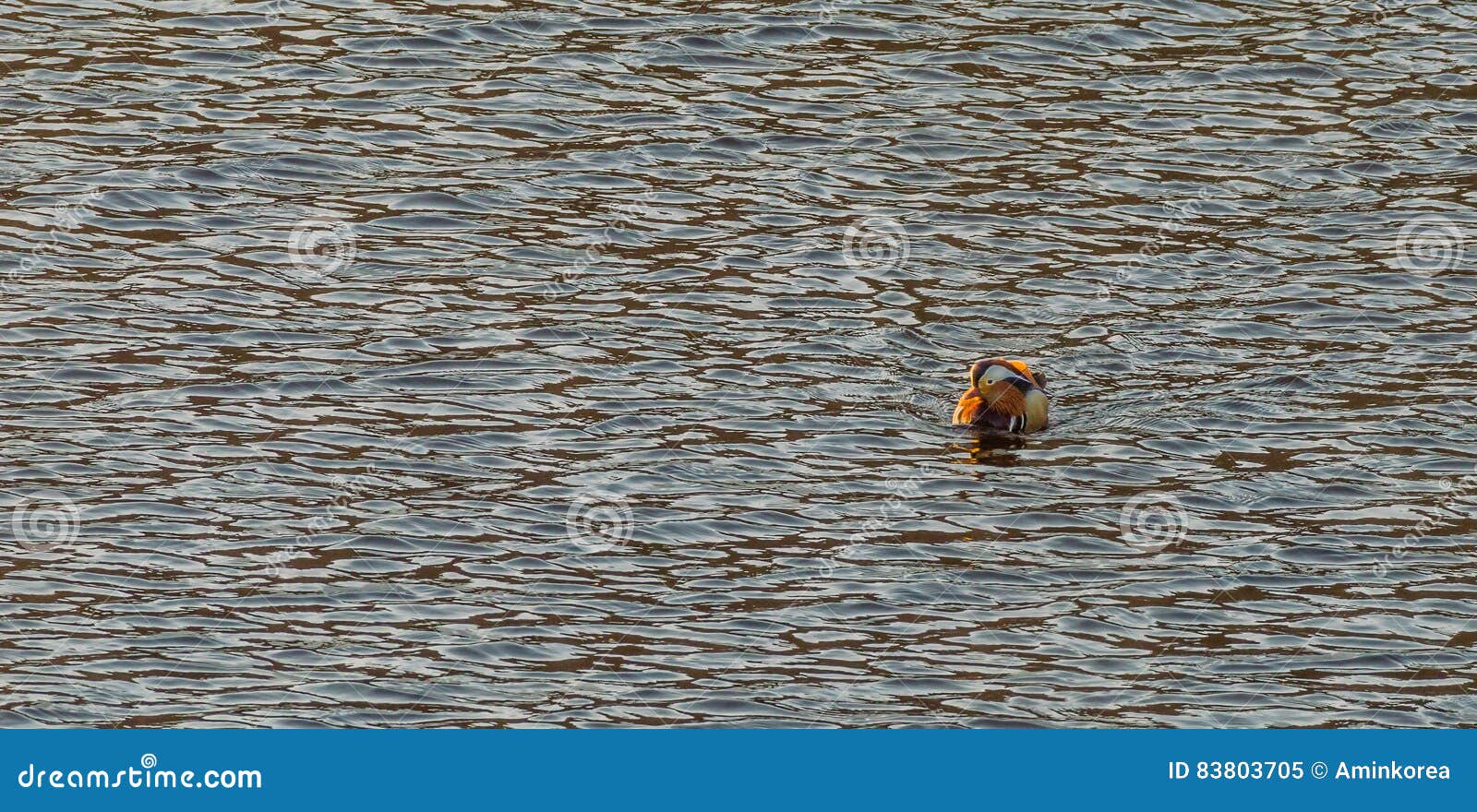 Single Mandarin Duck a River Stock Image - Image of nature, alone: 83803705