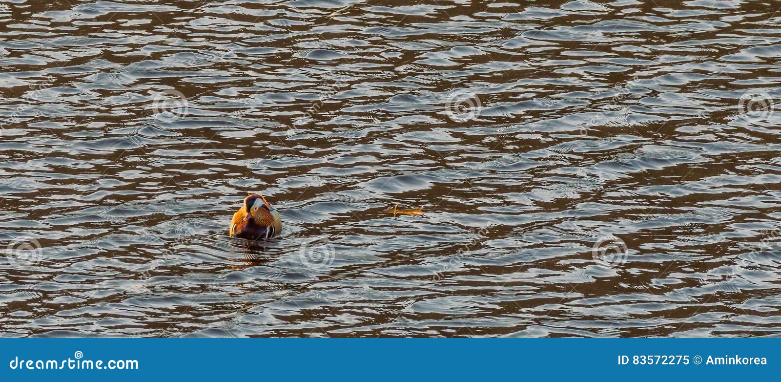 Single Mandarin Duck Swimming in a River Stock Image - Image of white ...