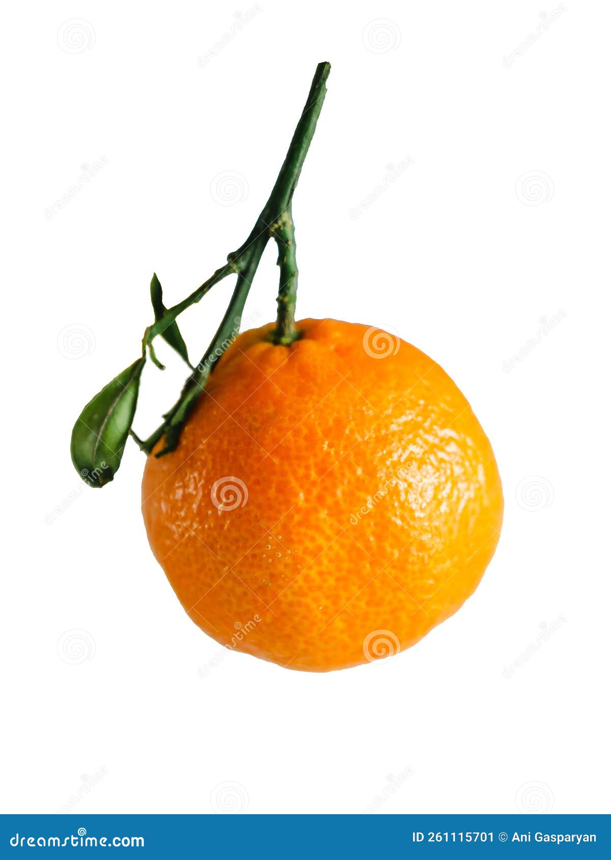 Isolated Single Mandarin on White Background, Yelow and Orange Colors ...
