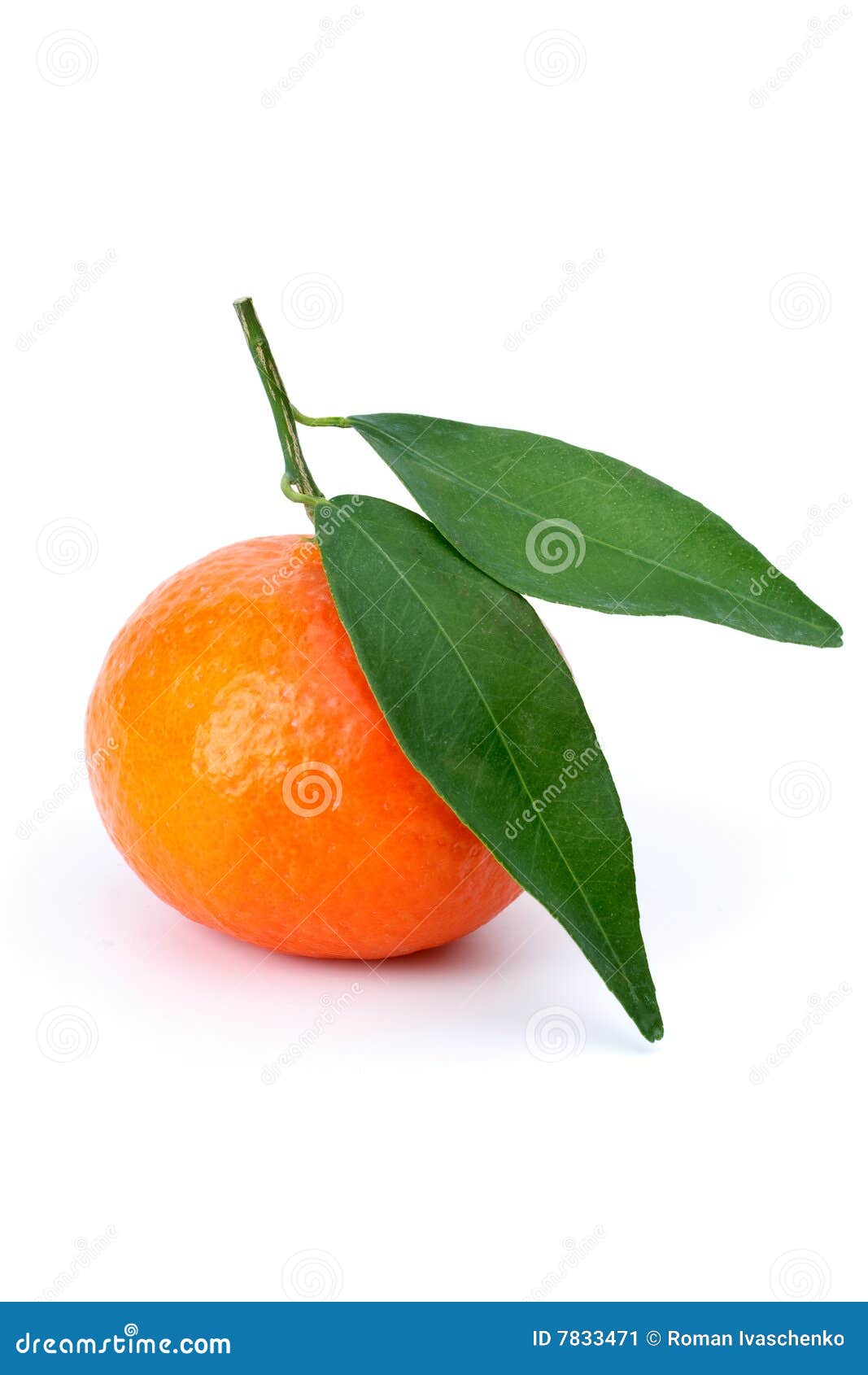 Single Mandarine with Leaves Stock Image - Image of ripe, white: 7833471