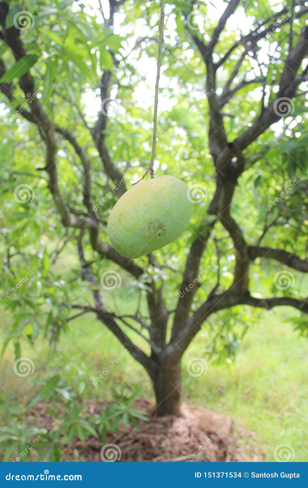 Single Raw Mango Hanging from Tree Stock Photo - Image of garden, food ...