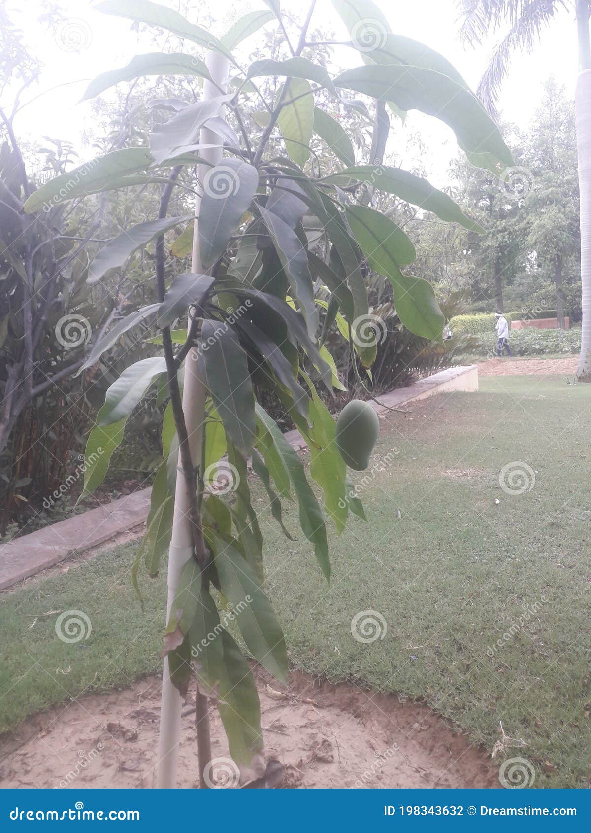 Single Mango in Plant at Our Kitchen Garden Wow Stock Photo - Image of ...