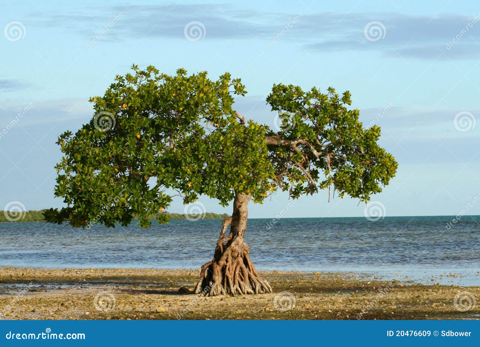Single Mangrove on the Shoreline of the Florida Ke Stock Image - Image ...