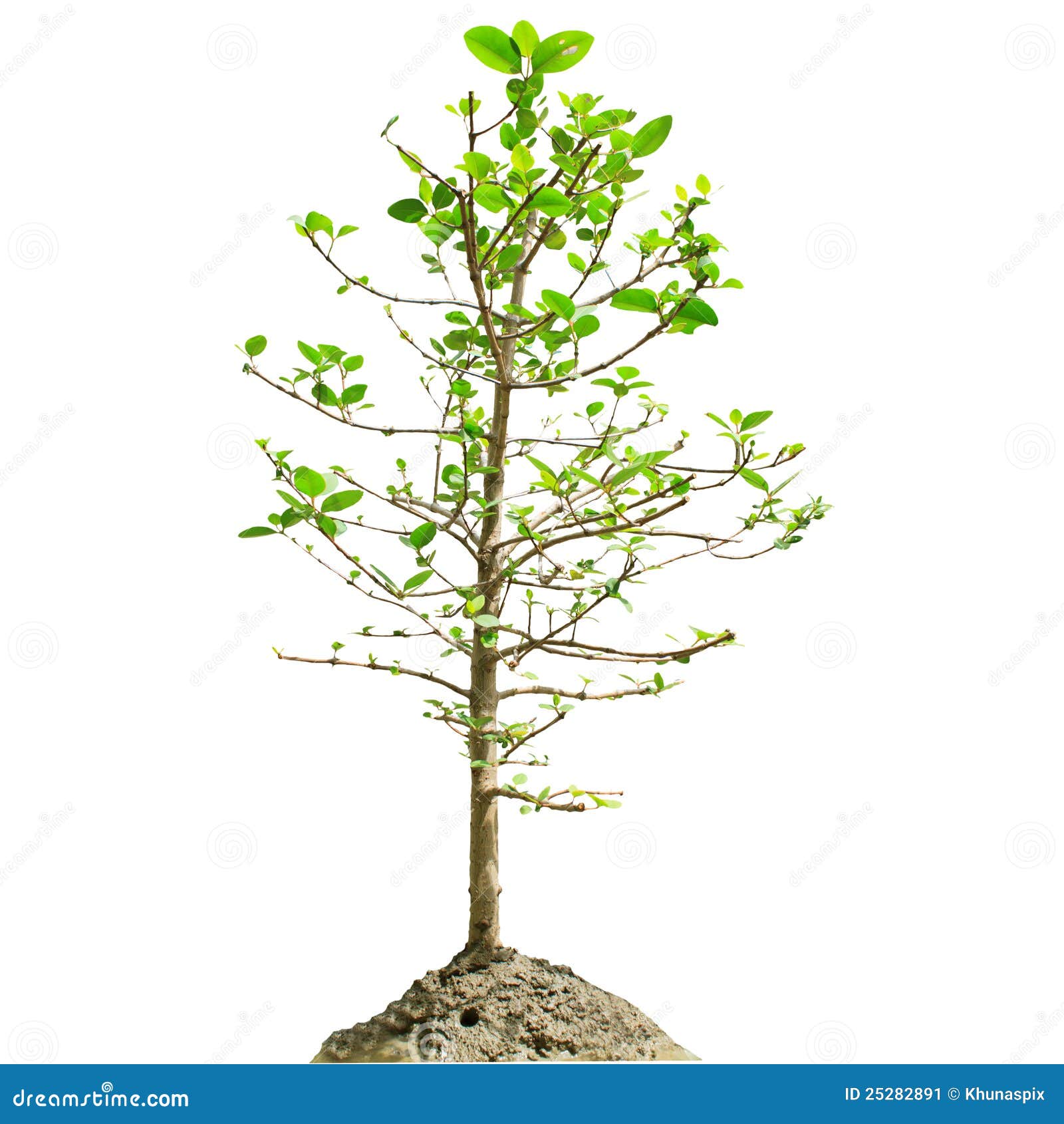 Single Mangrove Tree Isolated White Stock Image - Image of global ...