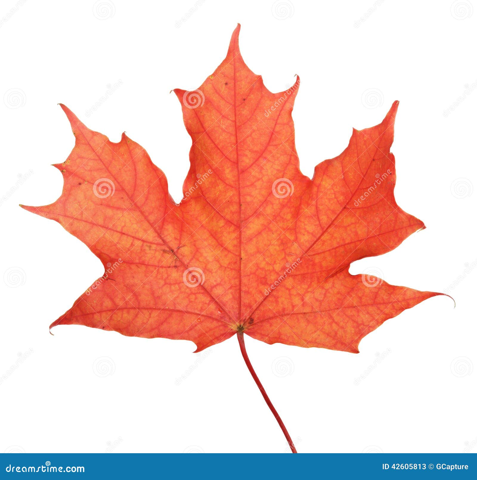 Single maple autumn leaf stock image. Image of nature - 42605813