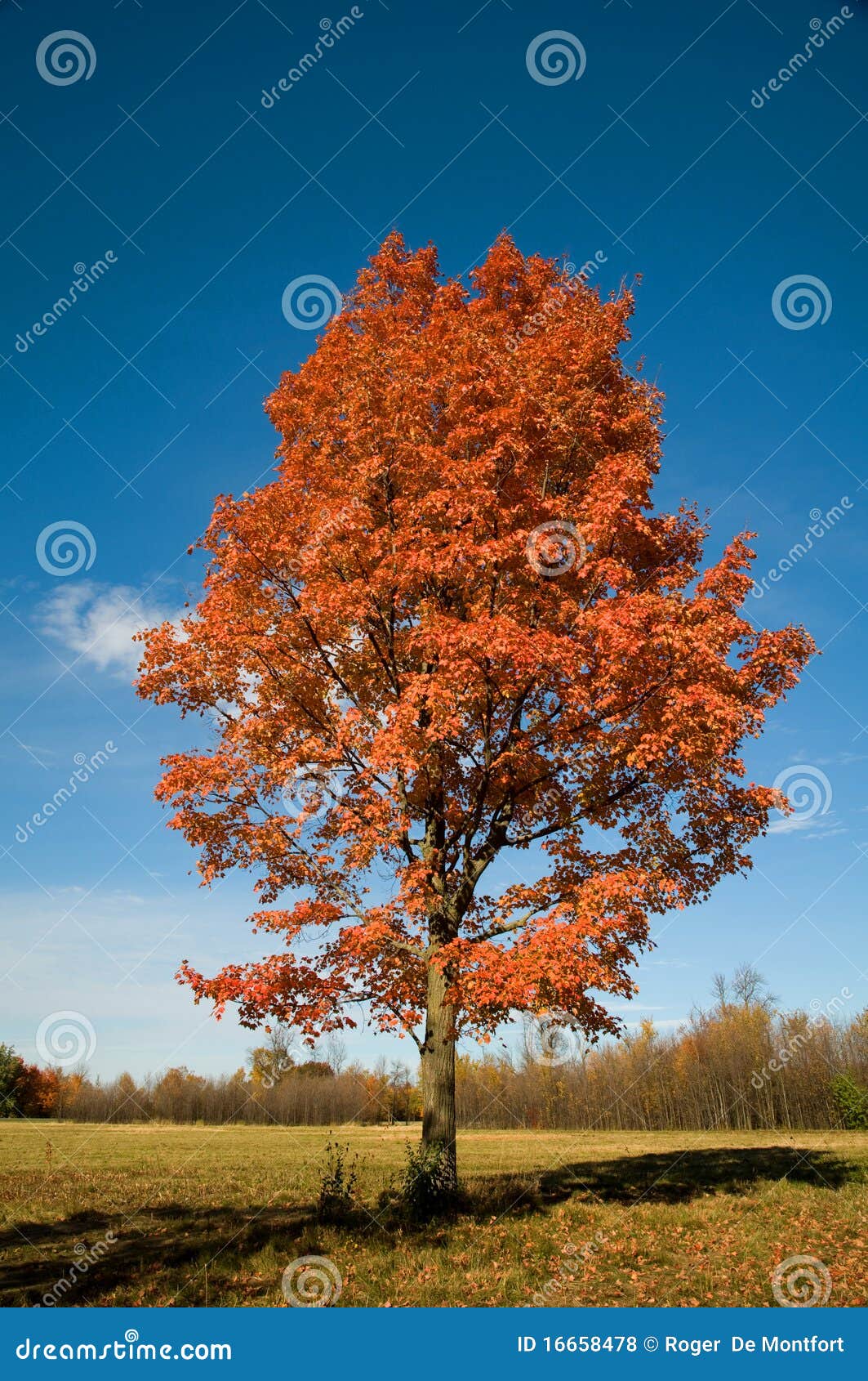 Single maple in the fall stock photo. Image of nature - 16658478