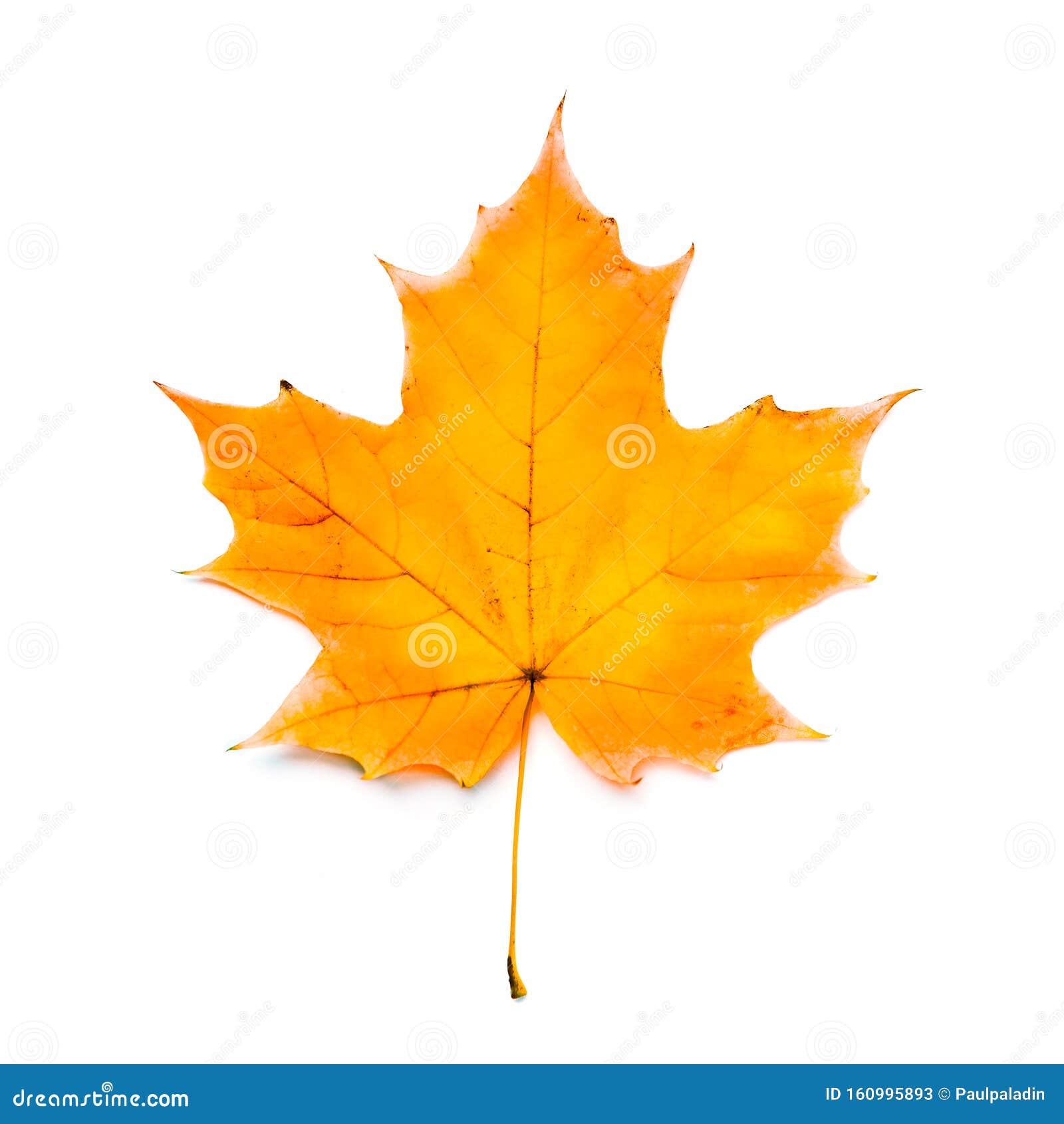 Single maple falll leaf stock image. Image of november - 160995893