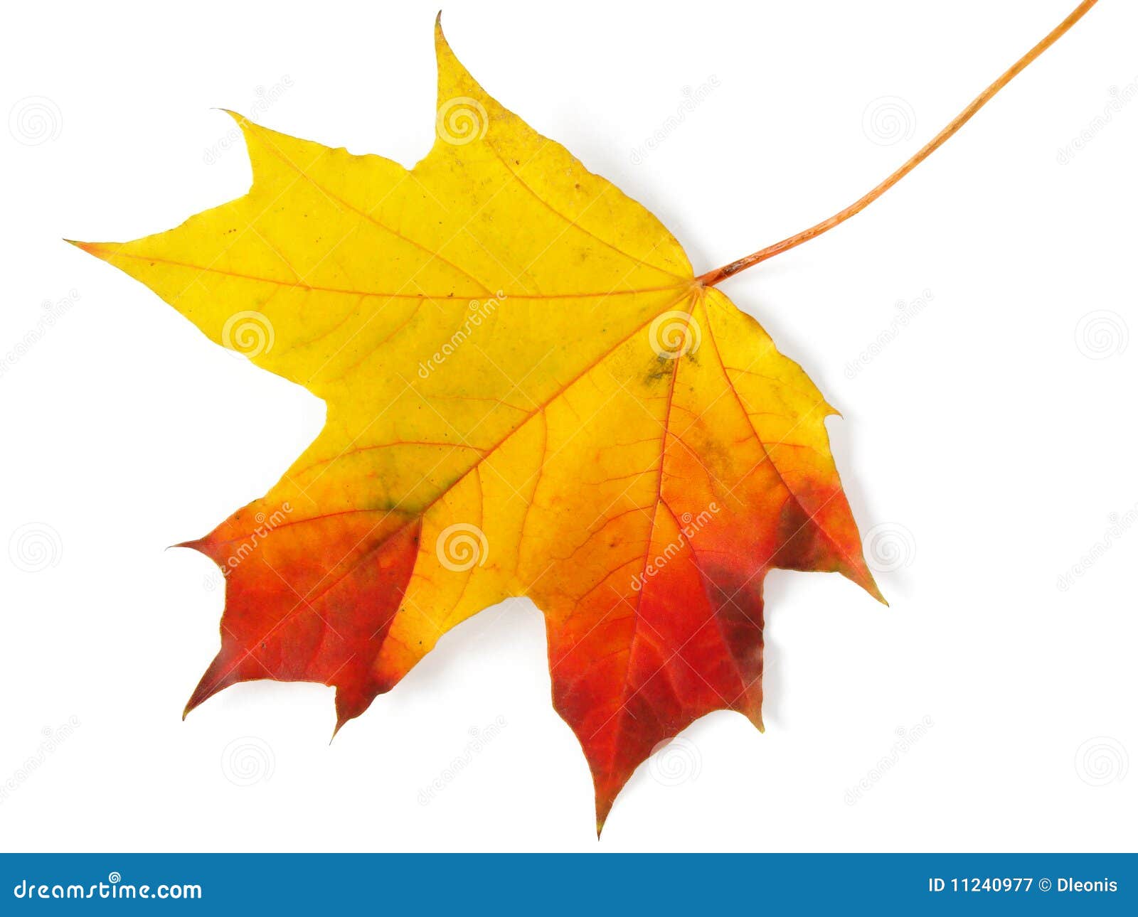 Single maple leaf stock image. Image of october, bright - 11240977 Single maple leaf stock image. Image of october, bright - 11240977