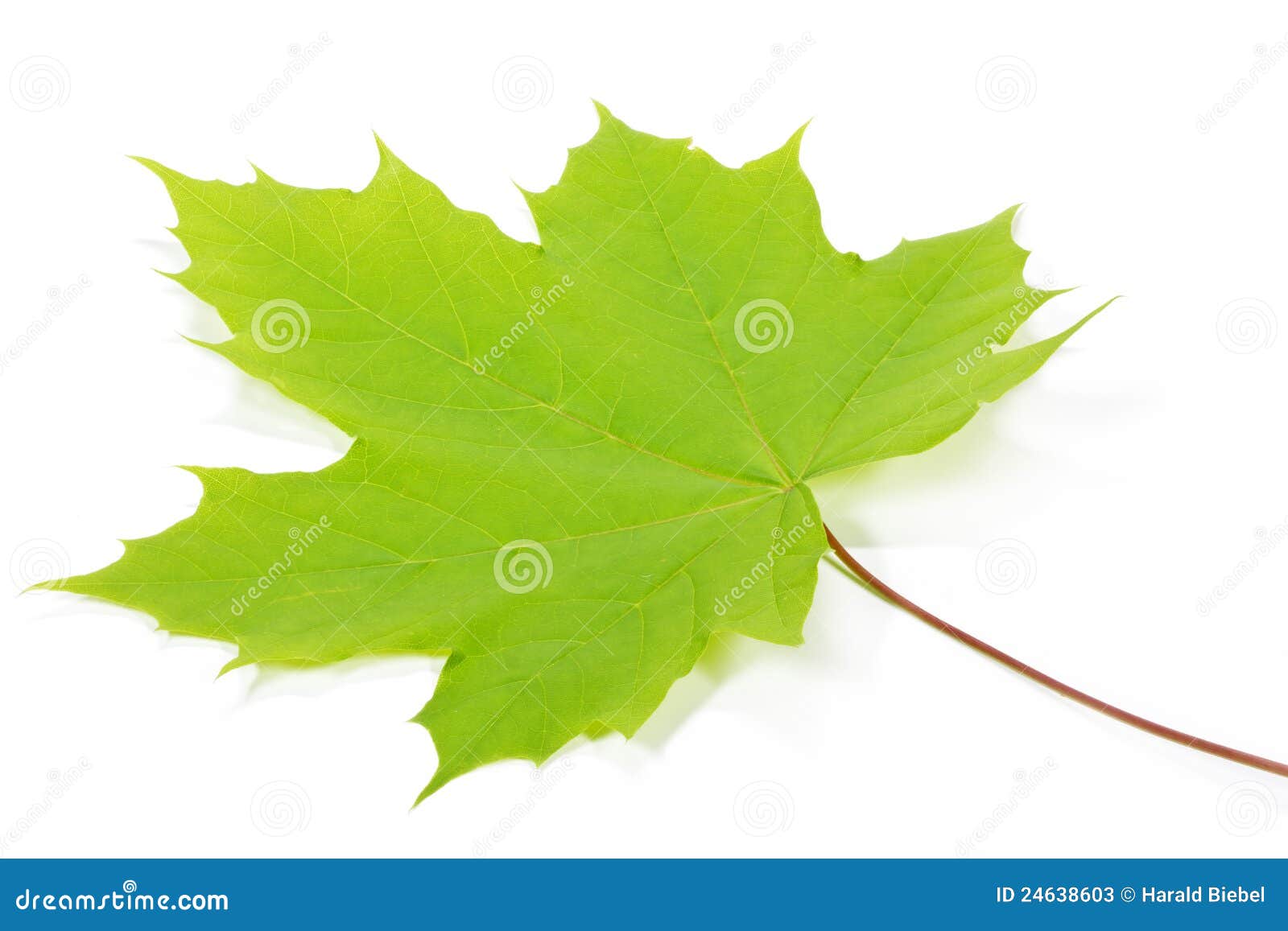 Single maple leaf stock image. Image of flora, seasonal - 24638603