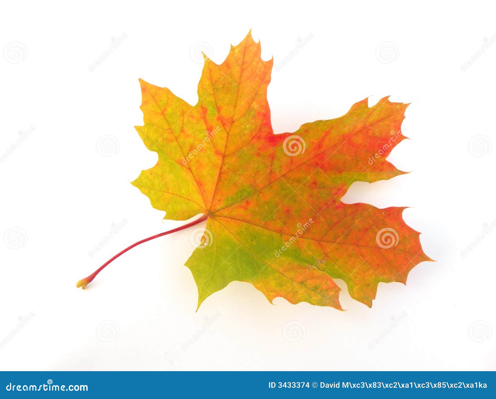 Single maple leaf stock photo. Image of leaf, beauty, autumn - 3433374