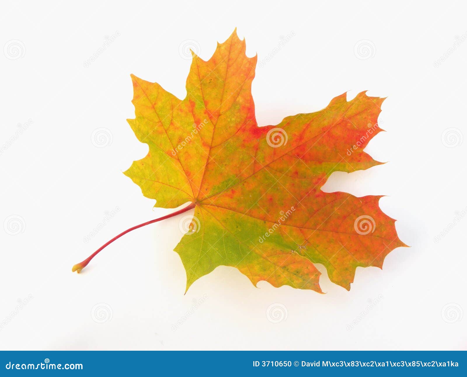 Single maple leaf stock photo. Image of detail, organic - 3710650