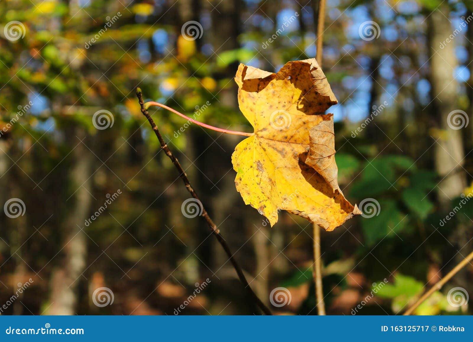 Single Maple Leaf on a Branch Stock Image - Image of blur, autumn ...