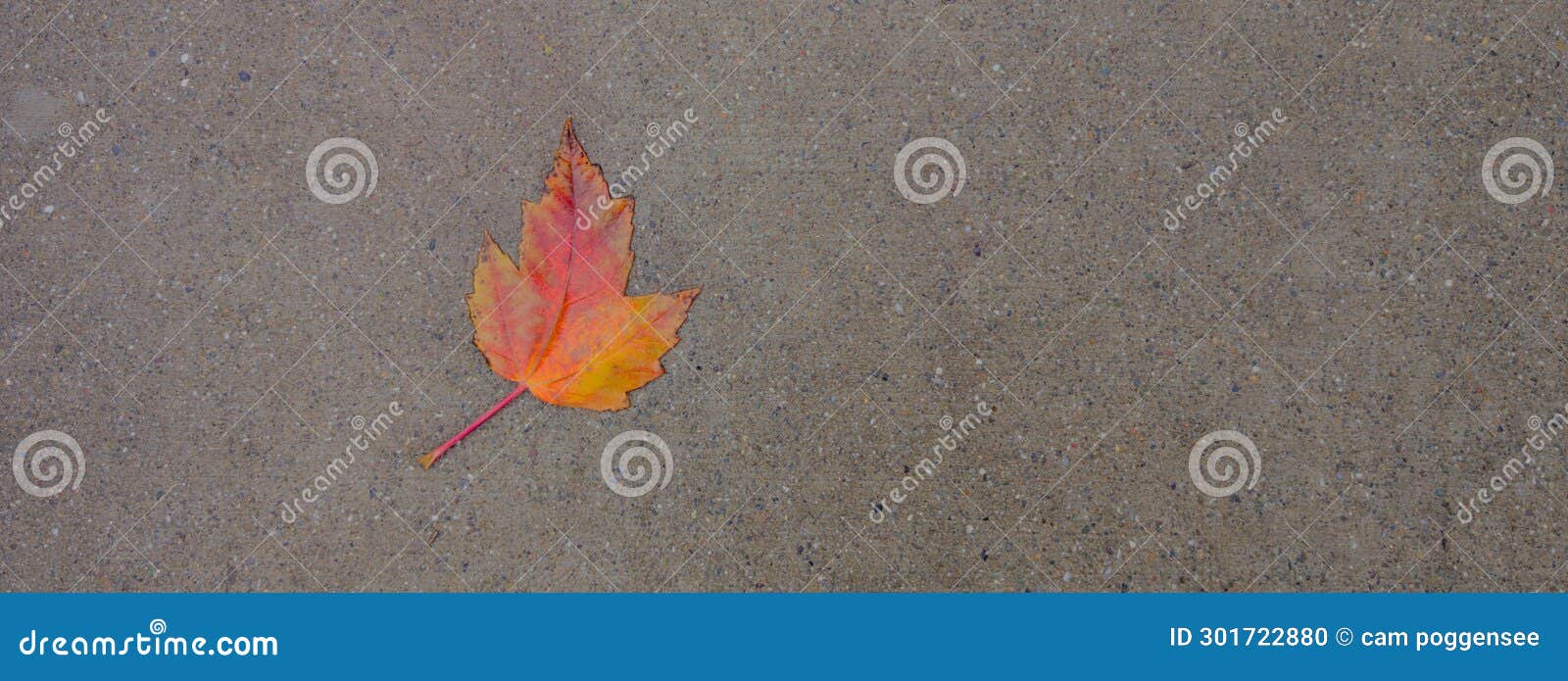 Single Maple Leaf on Cement in Fall Panorama Stock Photo - Image of ...