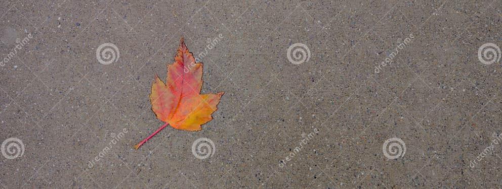 Single Maple Leaf on Cement in Fall Panorama Stock Photo - Image of ...