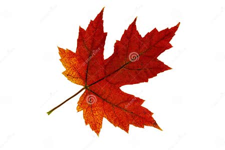 Single Maple Leaf Changing Fall Color 2 Stock Image - Image of green ...