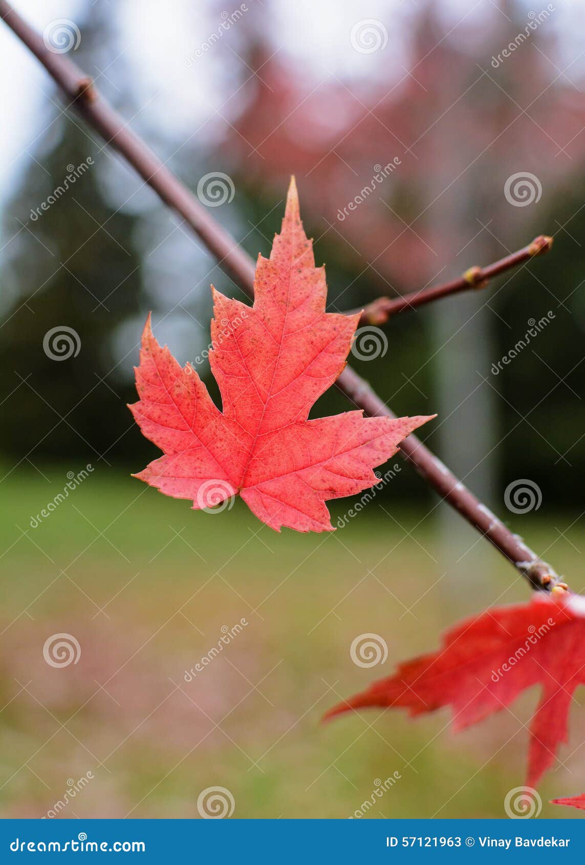Single maple leaf in fall stock image. Image of season - 57121963