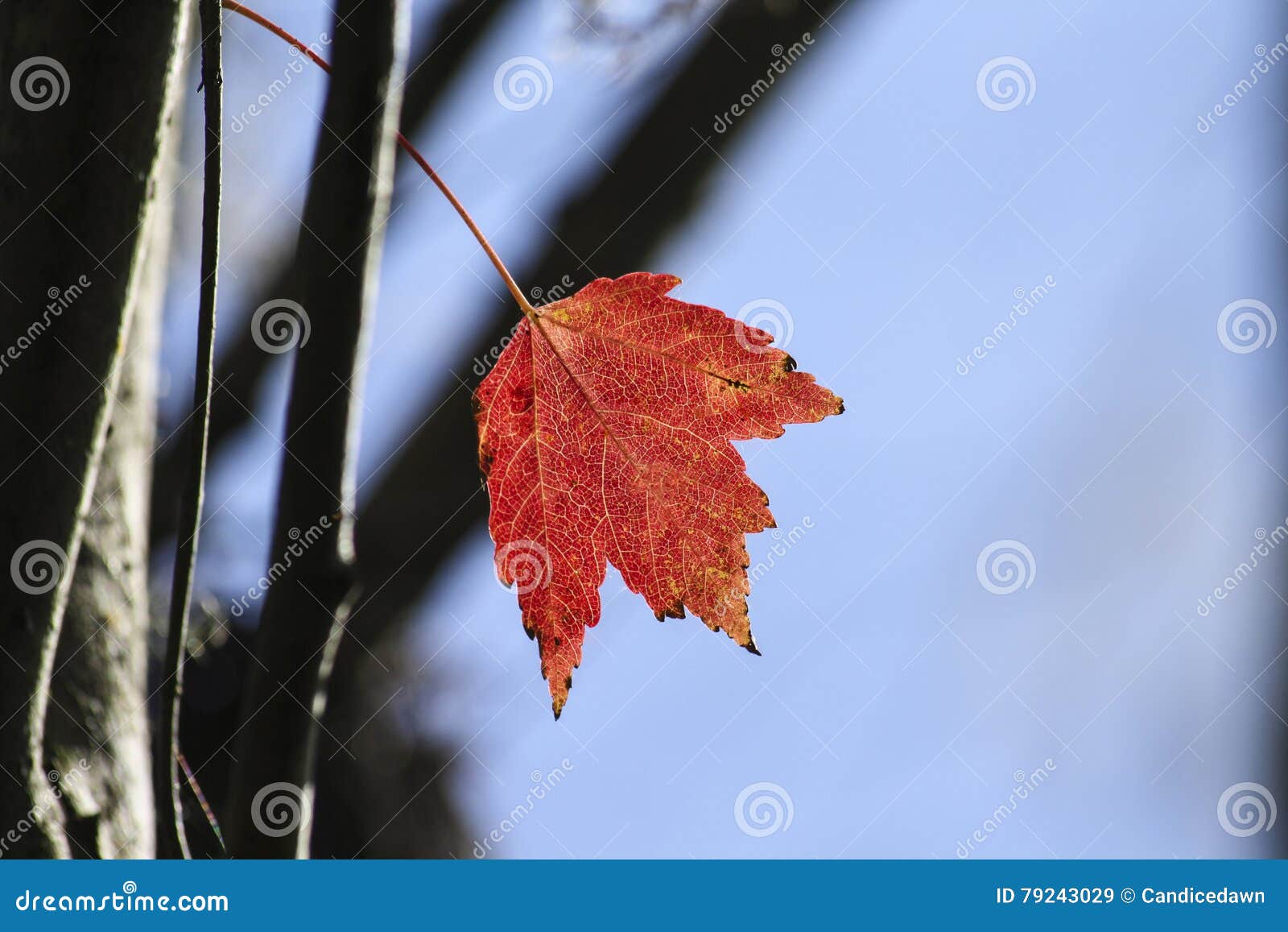Single Maple Leaf stock image. Image of blue, leaf, green - 79243029