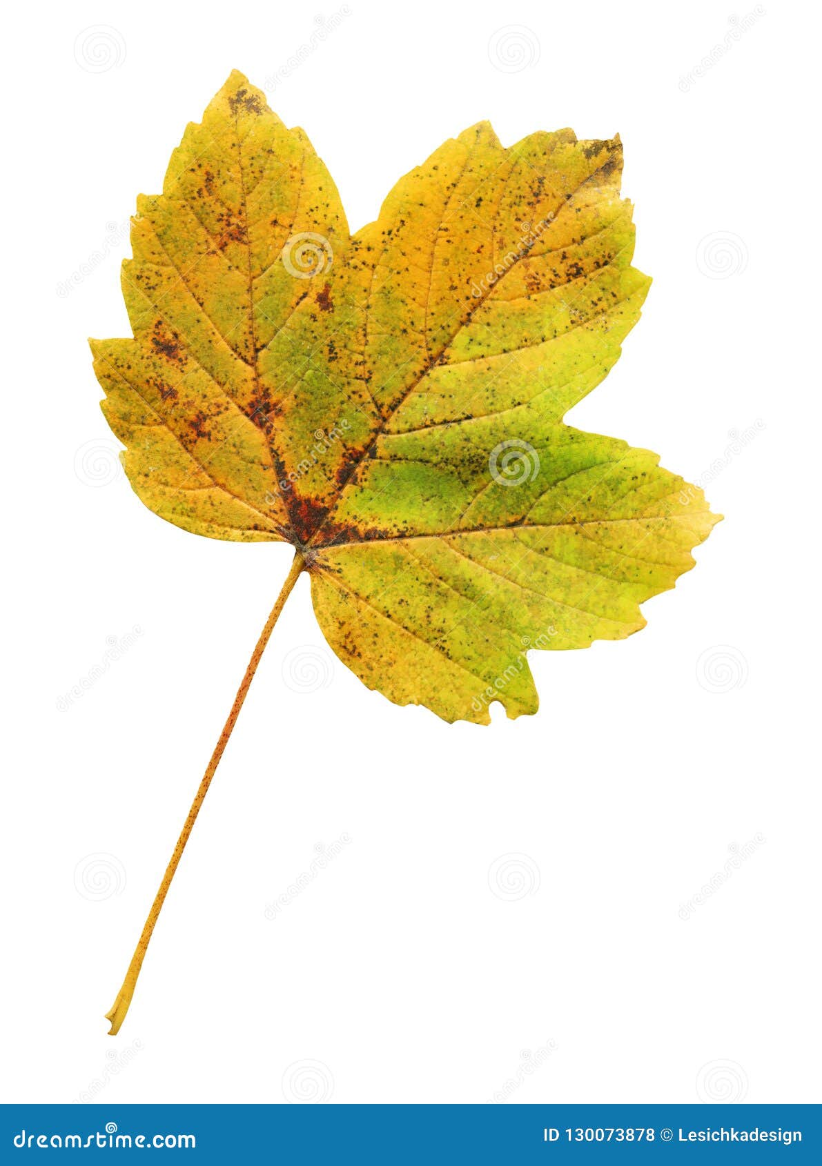 Single Maple Leaf Isolated. Acer Pseudoplatanus or Sycamore Maple Leaf ...