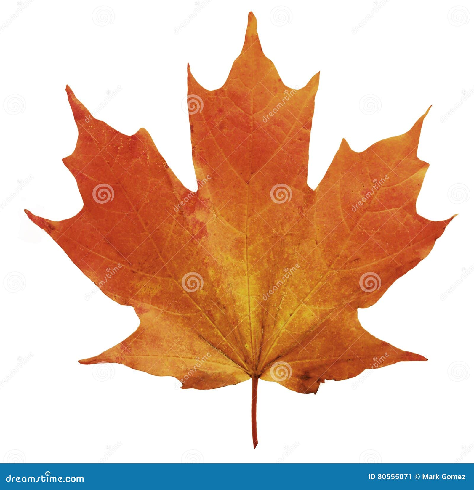 Single Maple leaf 1 stock image. Image of single, leaves - 80555071