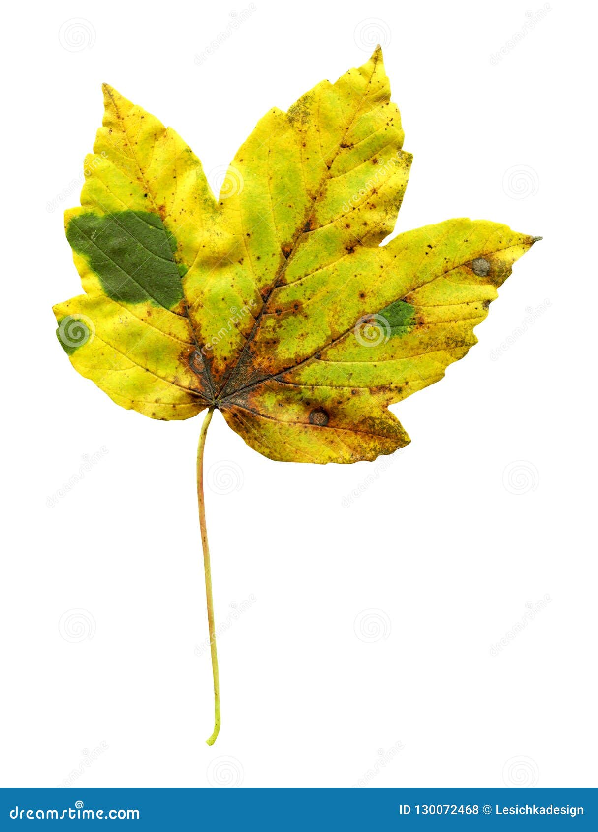 Single Maple Leaf Isolated on White Background Stock Photo - Image of ...