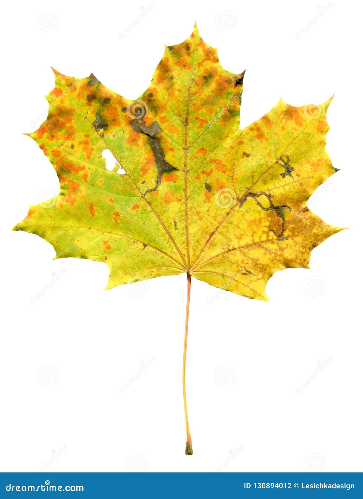 Single Maple Leaf Isolated on White Background Stock Photo - Image of ...