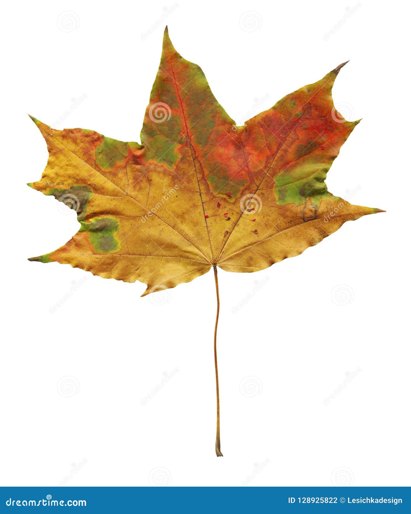 Single Maple Leaf Isolated on White Background Stock Photo - Image of ...