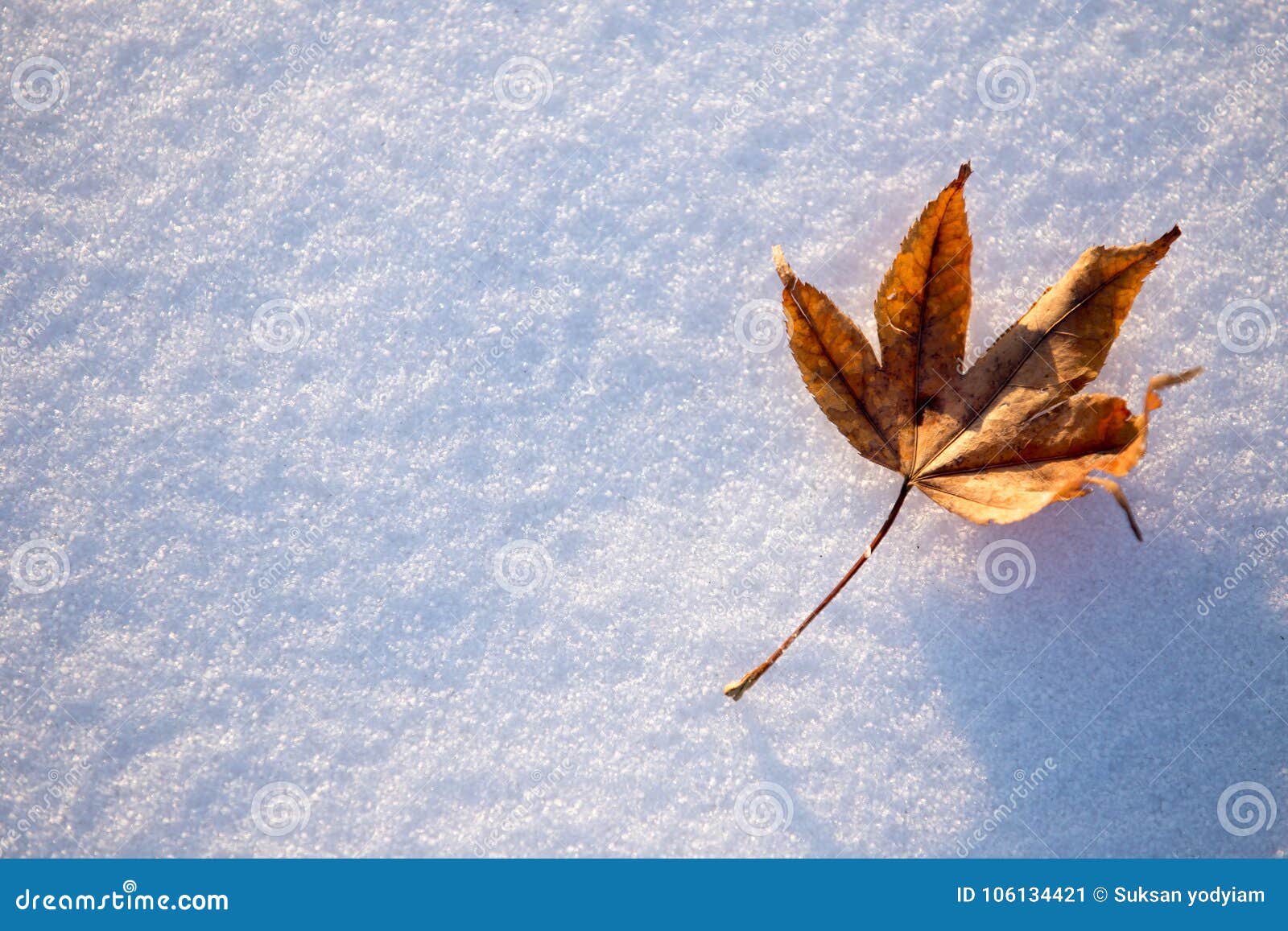 Single Maple Leaf on the Snow Stock Image - Image of leaves, plant ...