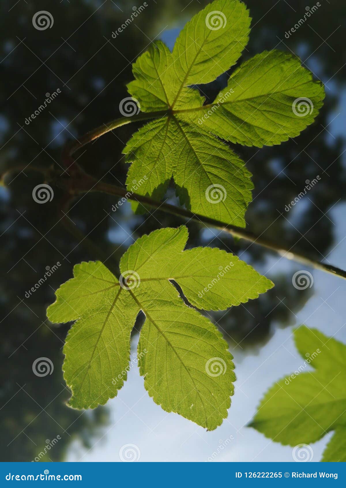 The Single Maple Leaf Standing on the Branch Stock Image - Image of ...