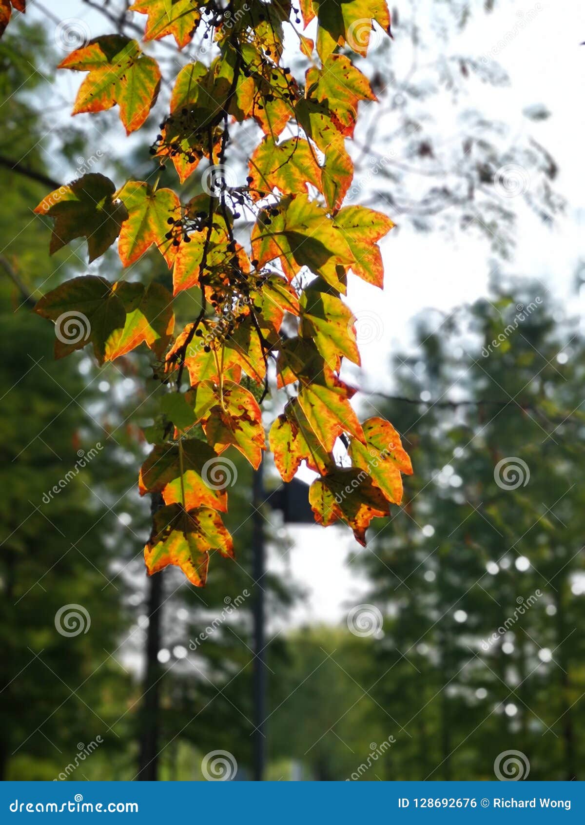 The Single Maple Leaf Standing on the Branch Stock Photo - Image of ...