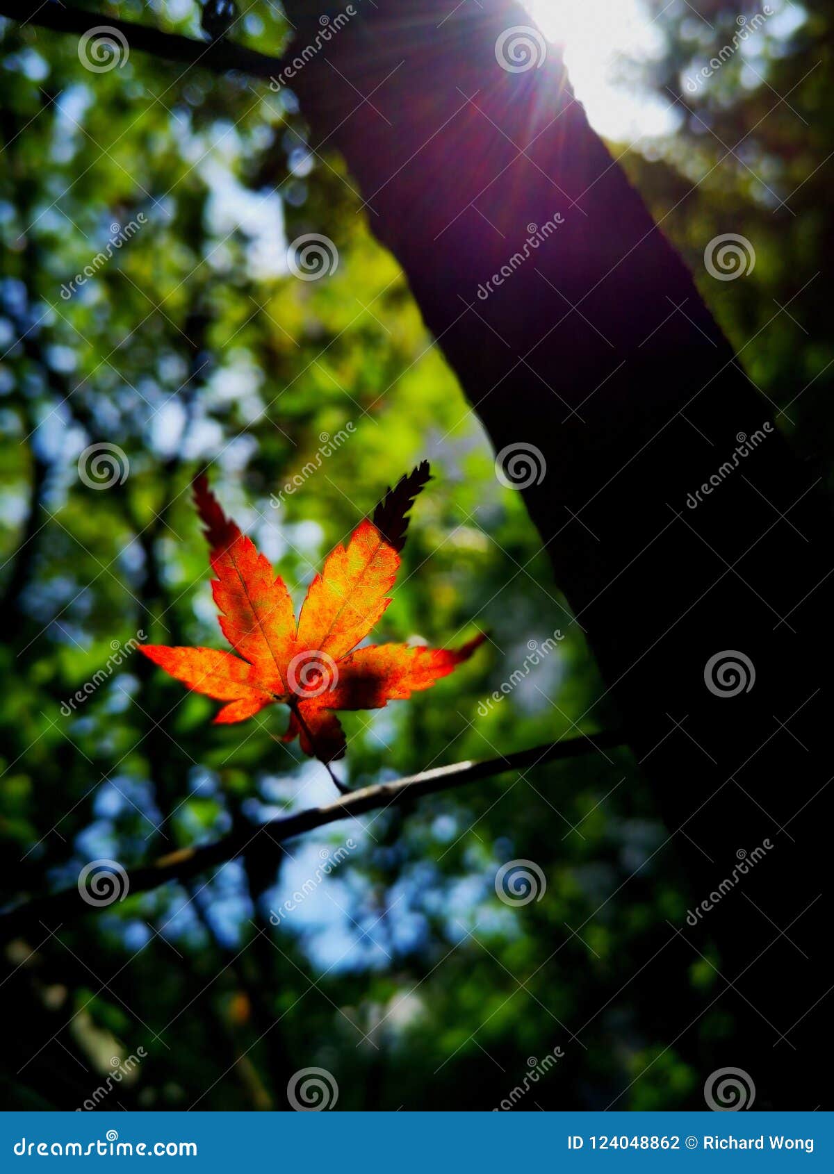 The Single Maple Leaf Standing on the Branch Stock Photo - Image of ...