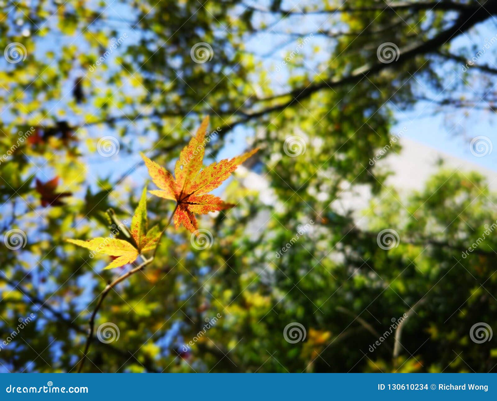 The Single Maple Leaf Standing on the Branch Stock Photo - Image of ...