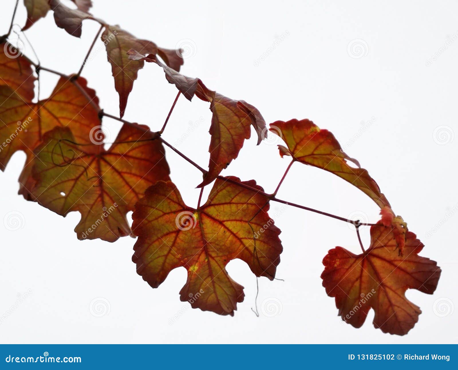 The Single Maple Leaf Standing on the Branch Stock Photo - Image of ...