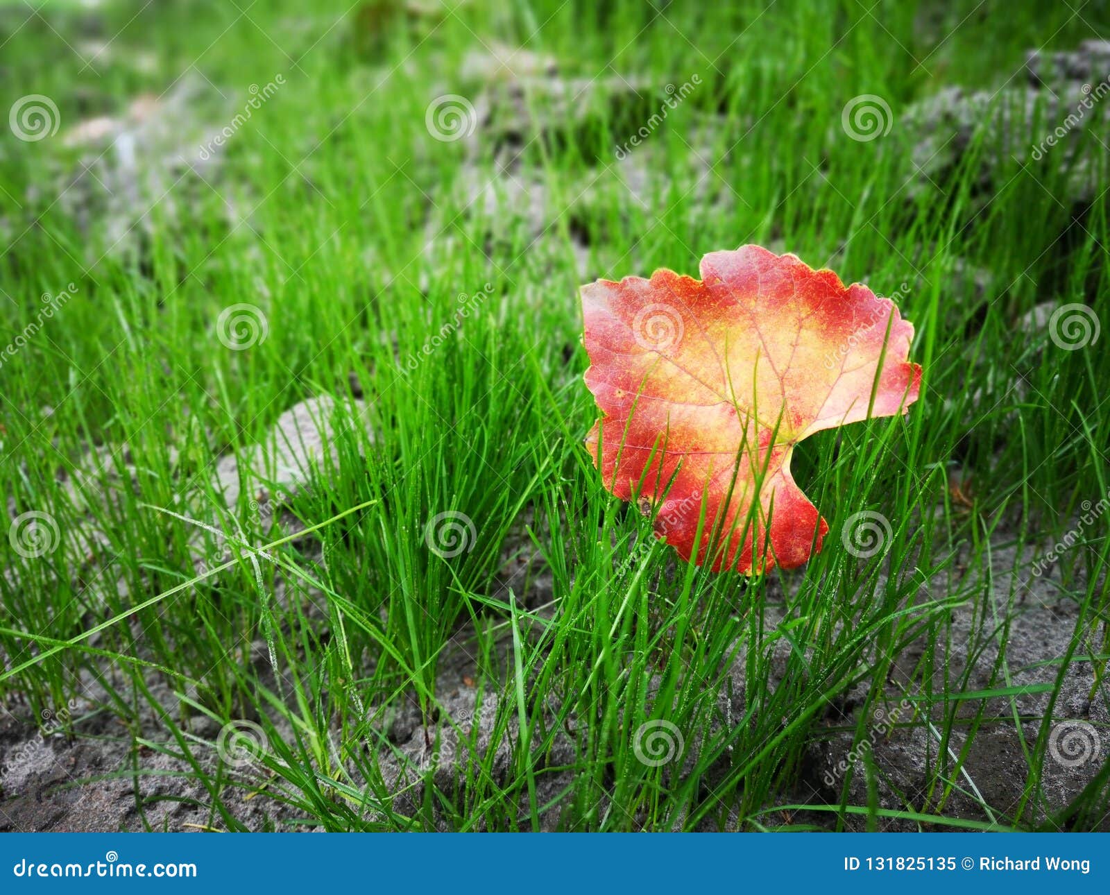 The Single Maple Leaf Standing on the Branch Stock Image - Image of ...
