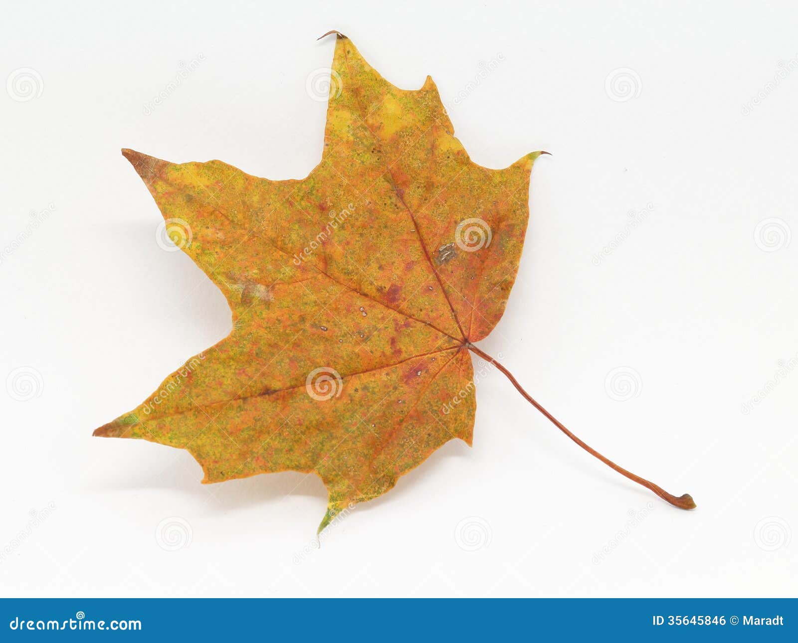 Single maple leaf stock photo. Image of november, foliage - 35645846